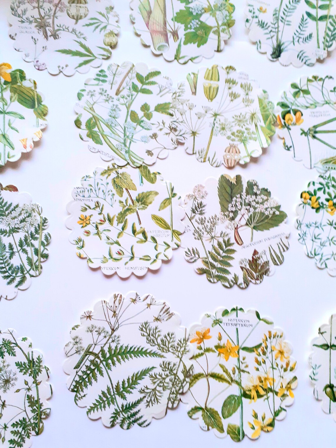Vintage Botanical Paper Scallops, Flower Scallops, Vintage Print Paper ...