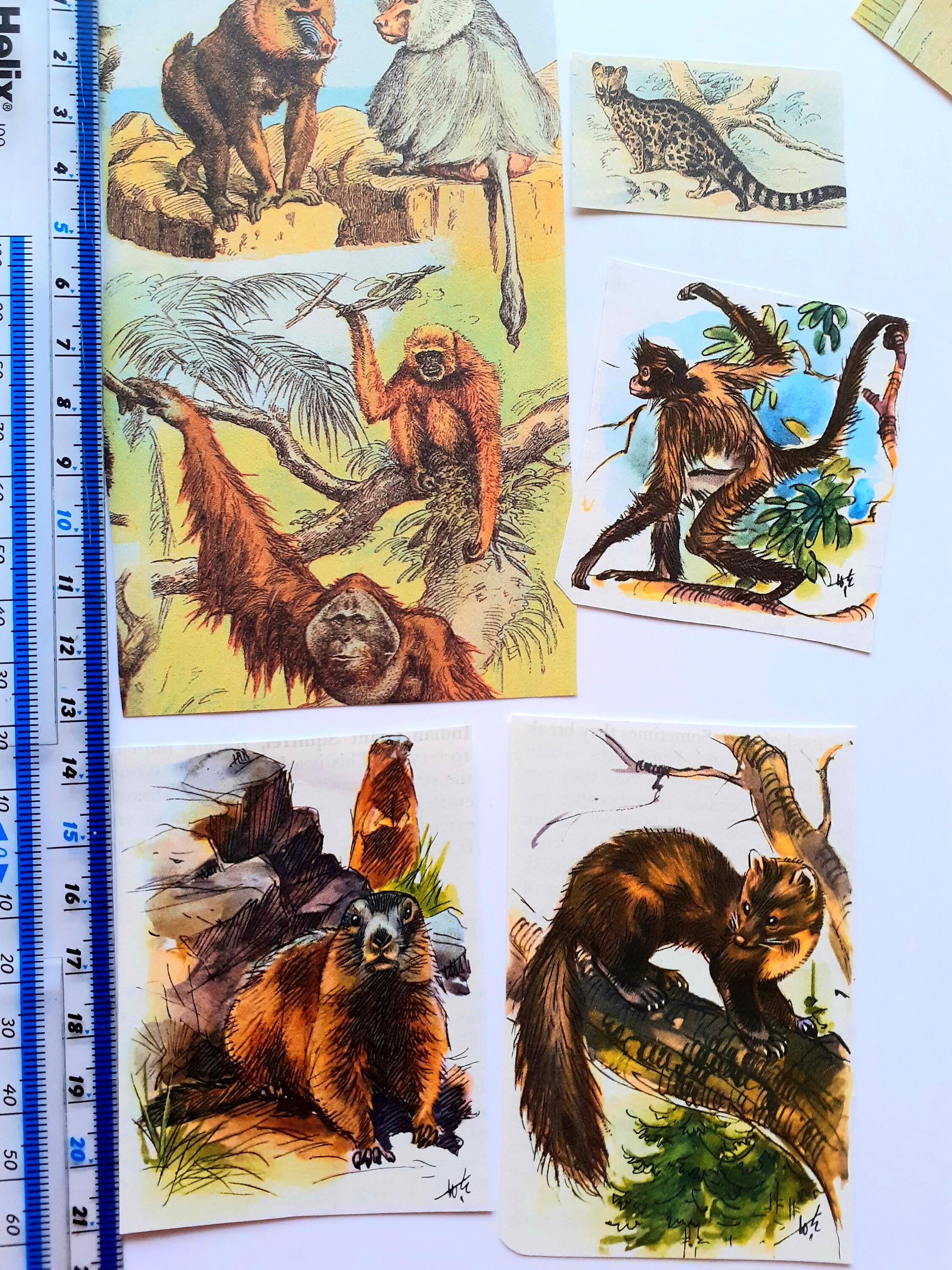 Vintage Nature Scraps, Vintage Wild Animal Scraps, Animals of the World ...