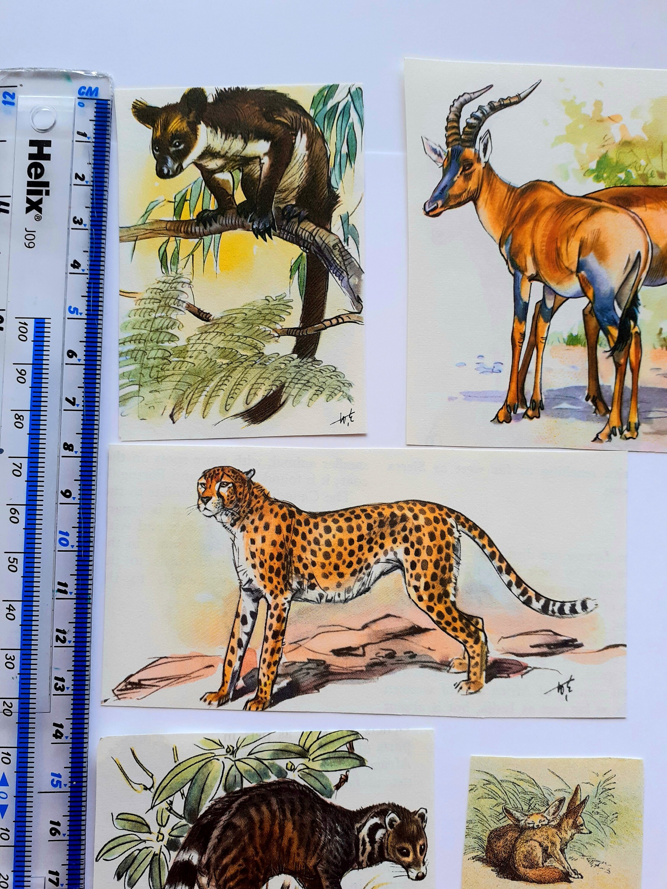 Vintage Wild Animal Scraps, Wildlife Junk Journal Kit, Animal Scrapbook ...