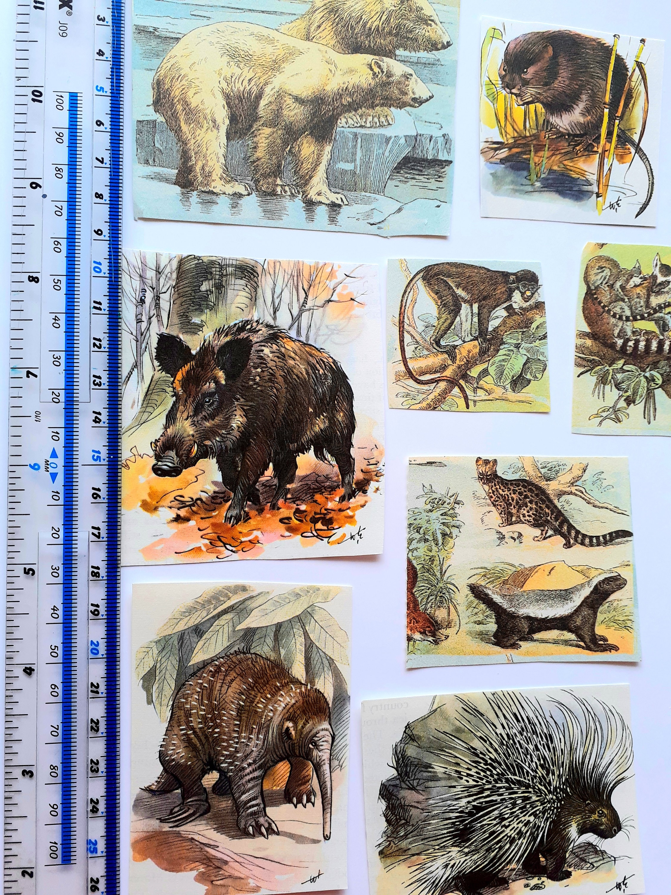 Vintage Wild Animal Scraps, Wildlife Junk Journal Kit, Animal Scrapbook ...