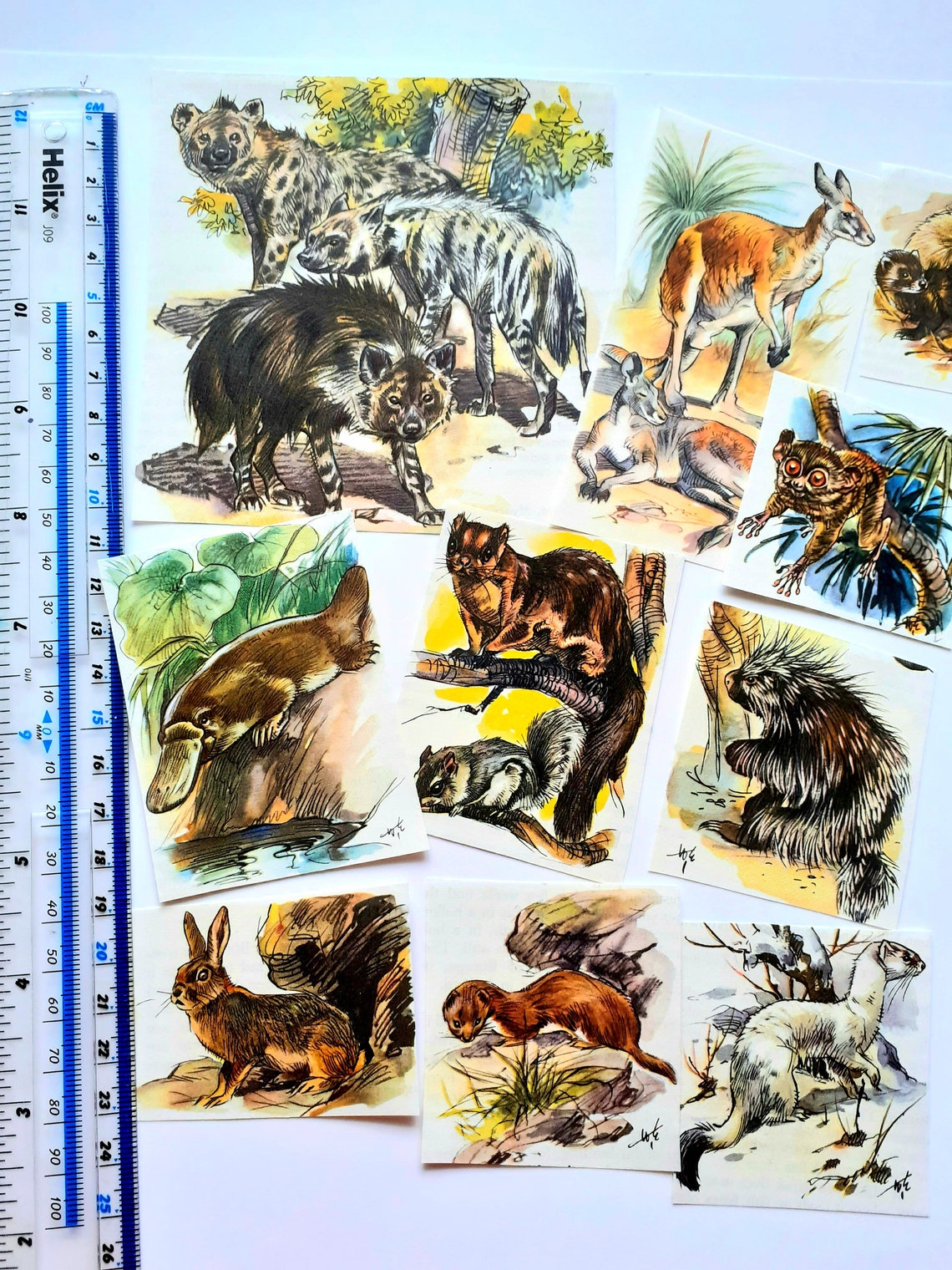 Vintage Nature Scraps Vintage Wild Animal Scraps Animals of - Etsy
