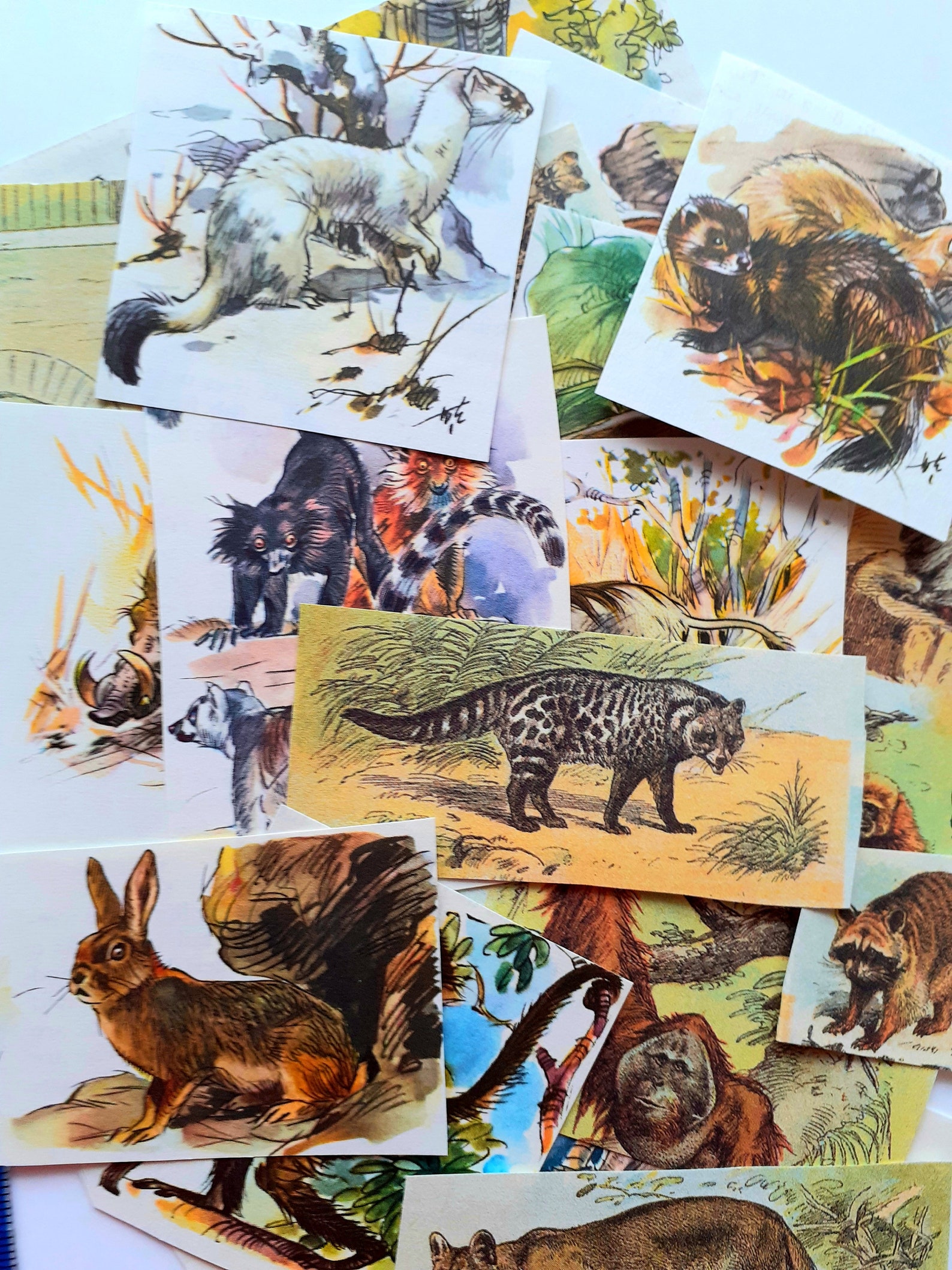 Vintage Nature Scraps Vintage Wild Animal Scraps Animals of - Etsy