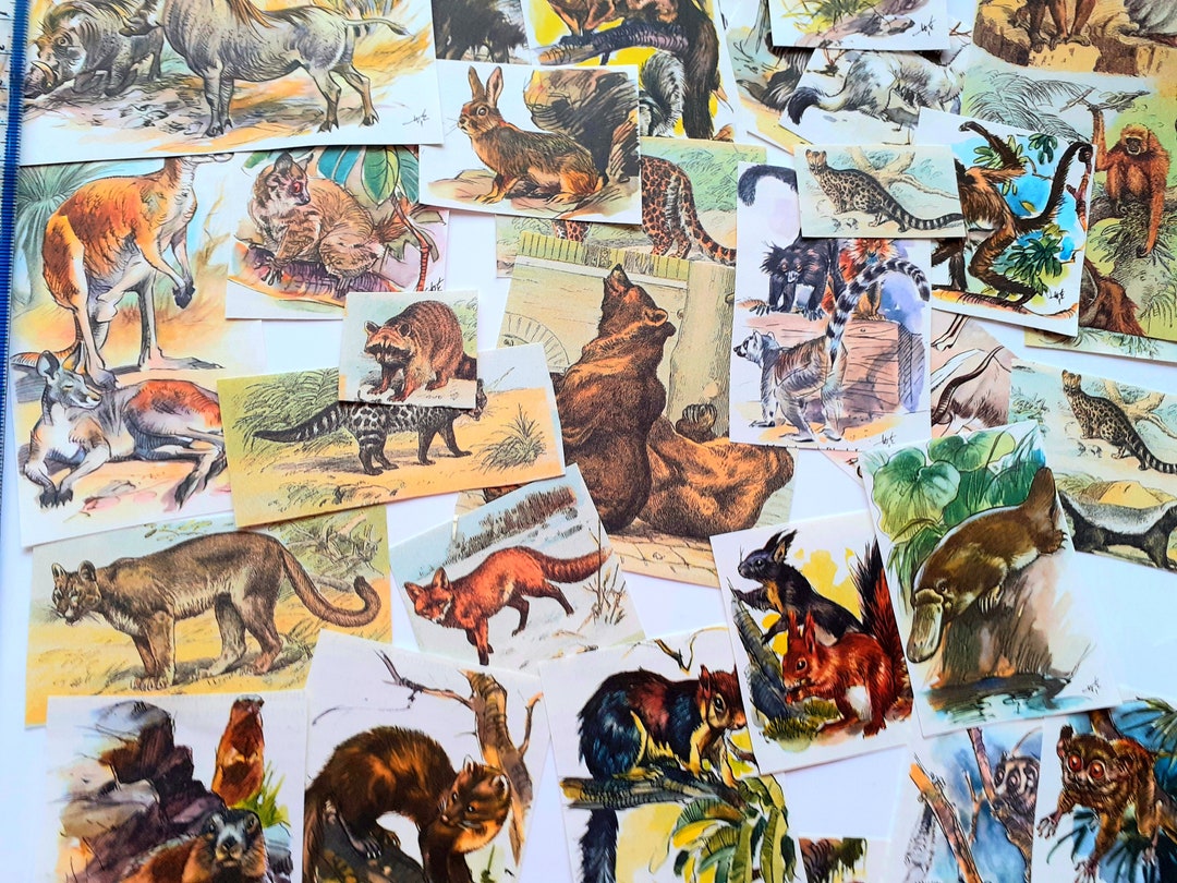 Vintage Nature Scraps, Vintage Wild Animal Scraps, Animals of the World ...