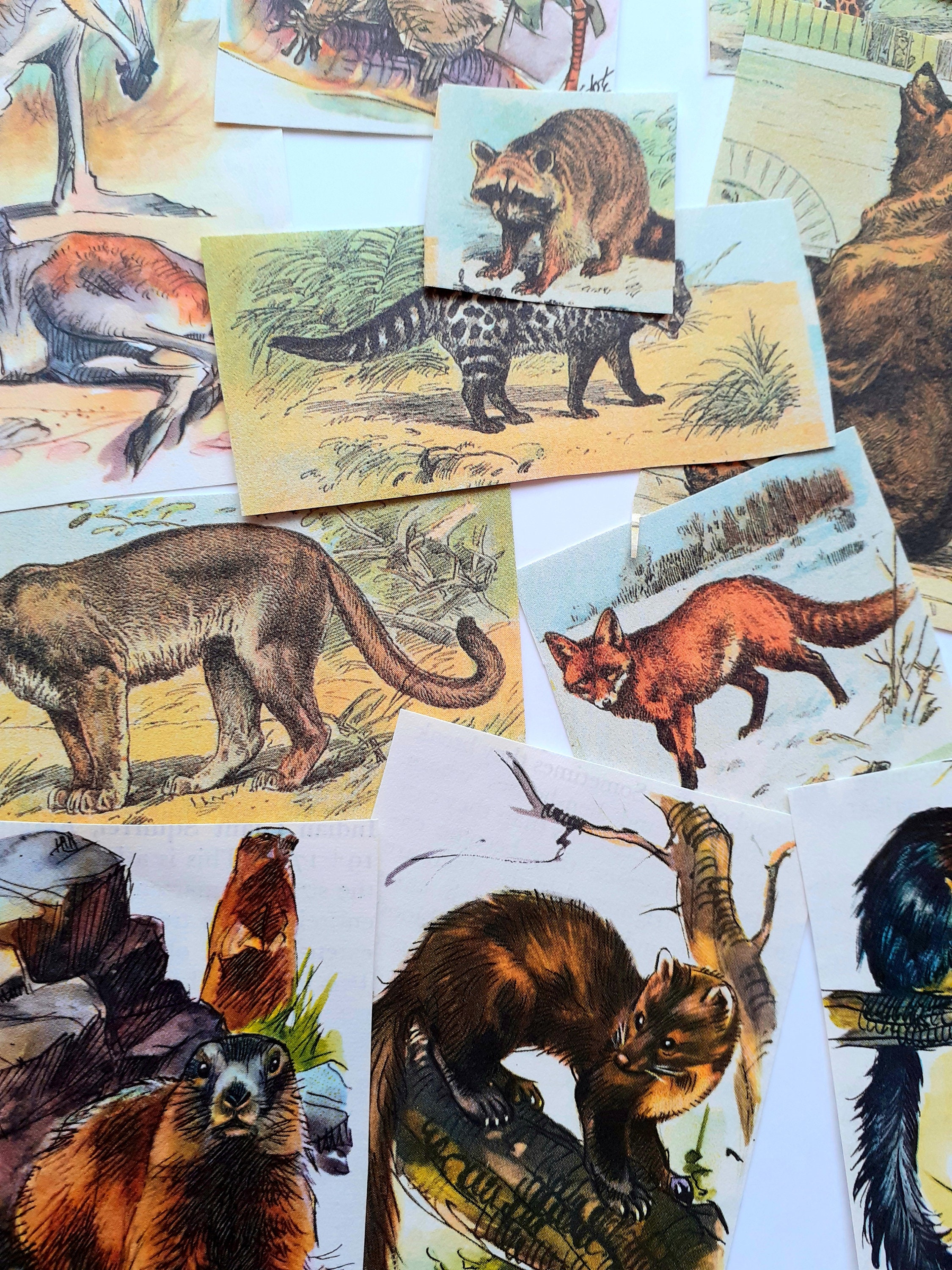 Vintage Nature Scraps, Vintage Wild Animal Scraps, Animals of the World ...
