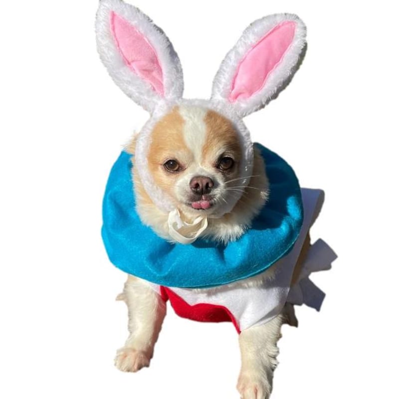 White Rabbit Alice in Wonderland Costume - Etsy