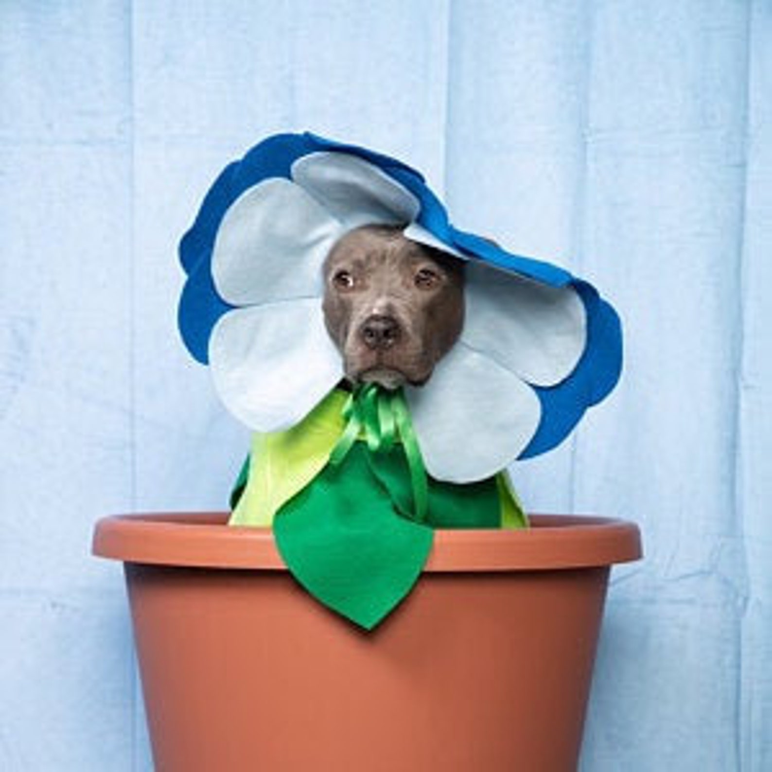 Yellow Flower Dog Costume puppy Costume Cat Costume - Etsy