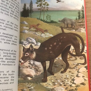 A Ladybird Book Series 682 Dogs 1968 - Etsy