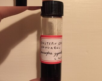 Taxidermy Kangaroo - Etsy