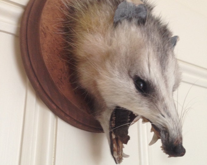 Evil Opossum Head Taxidermy Mount Trophy Mounted Preserved Specimen - Etsy