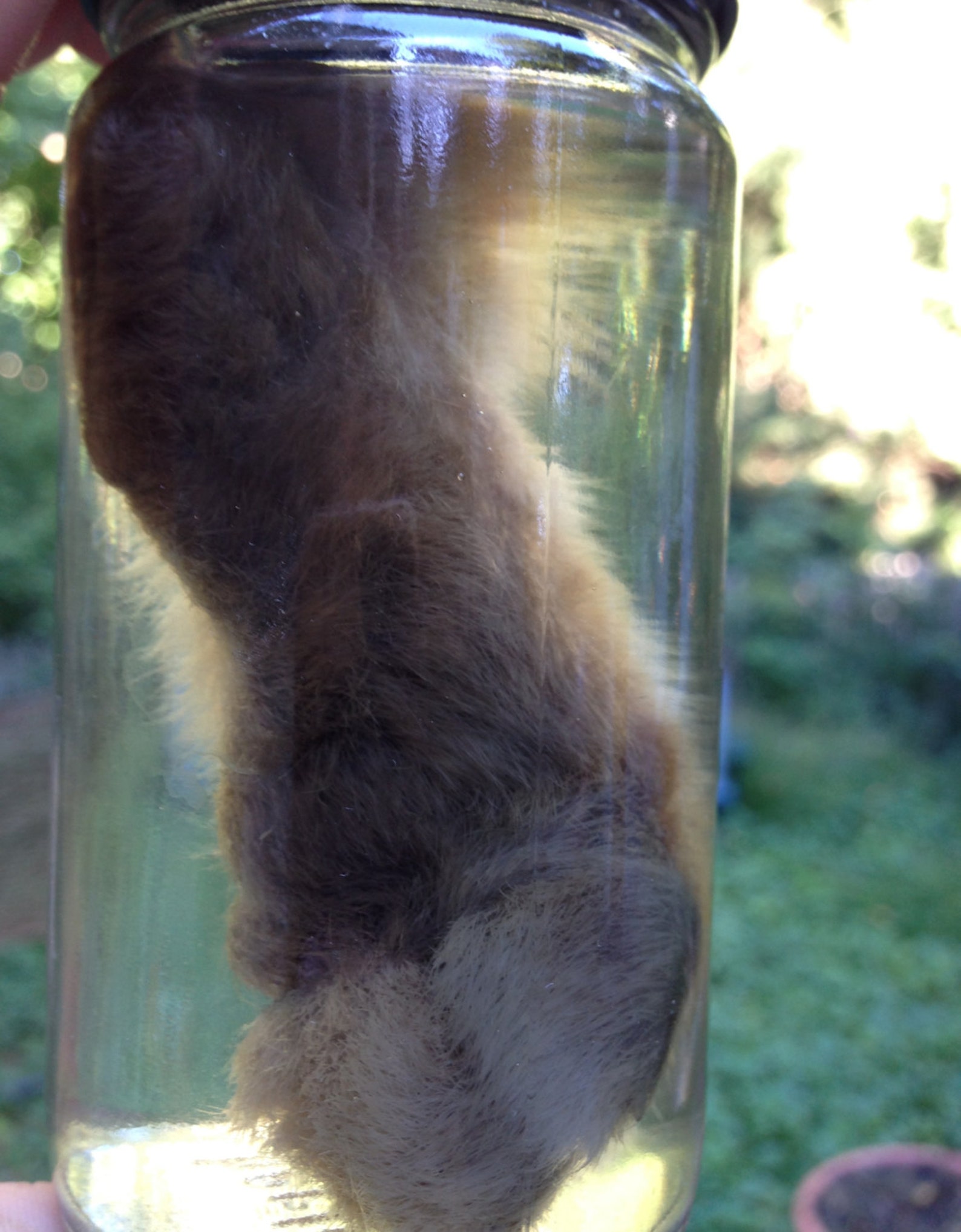 Why are rabbits feet considered lucky - selectiongsa