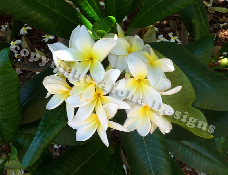 Plumeria Note Cards Combo Pack - Blank Inside - Etsy