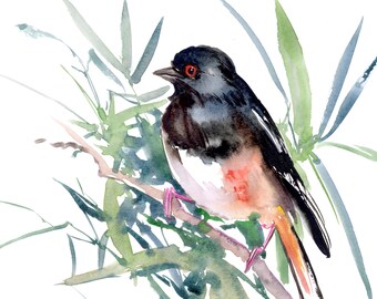 Spotted Towhee - Etsy
