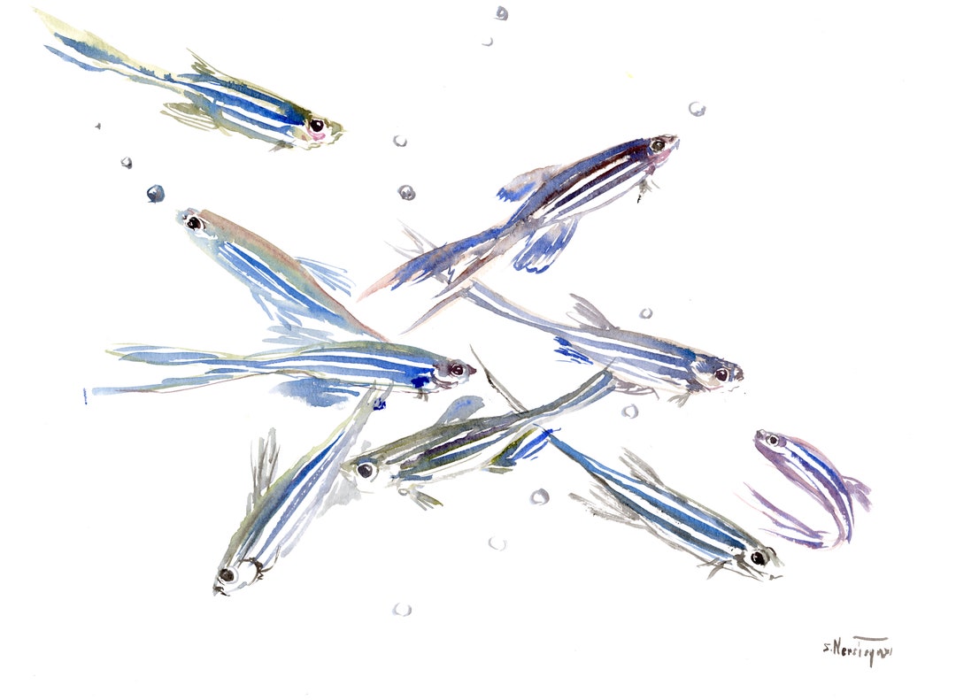 Danio Fish Watercolor Artwork, Original Painting, Zen Brush Hand ...