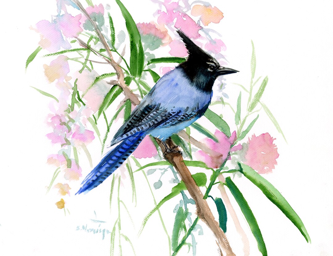 Watercolor Bird Artwork, Steller's Jay, Original, Hand-painted Art - Etsy