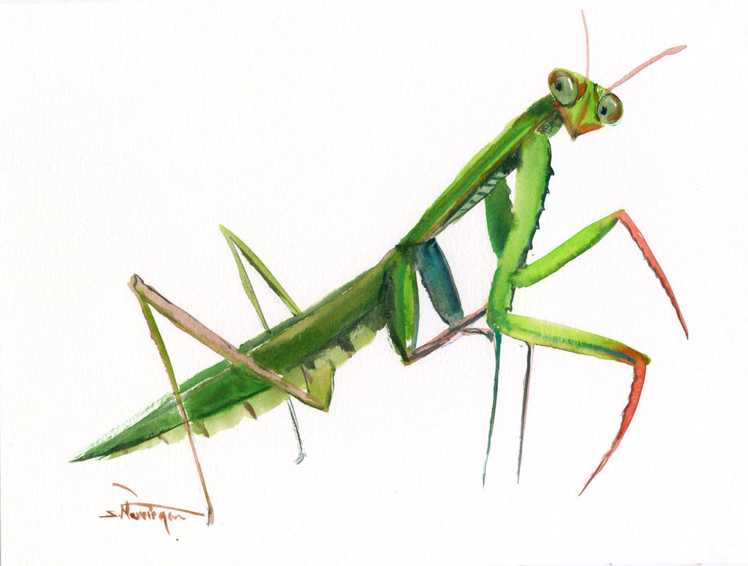 Praying Mantis Watercolor Artwork, Original Painting - Etsy