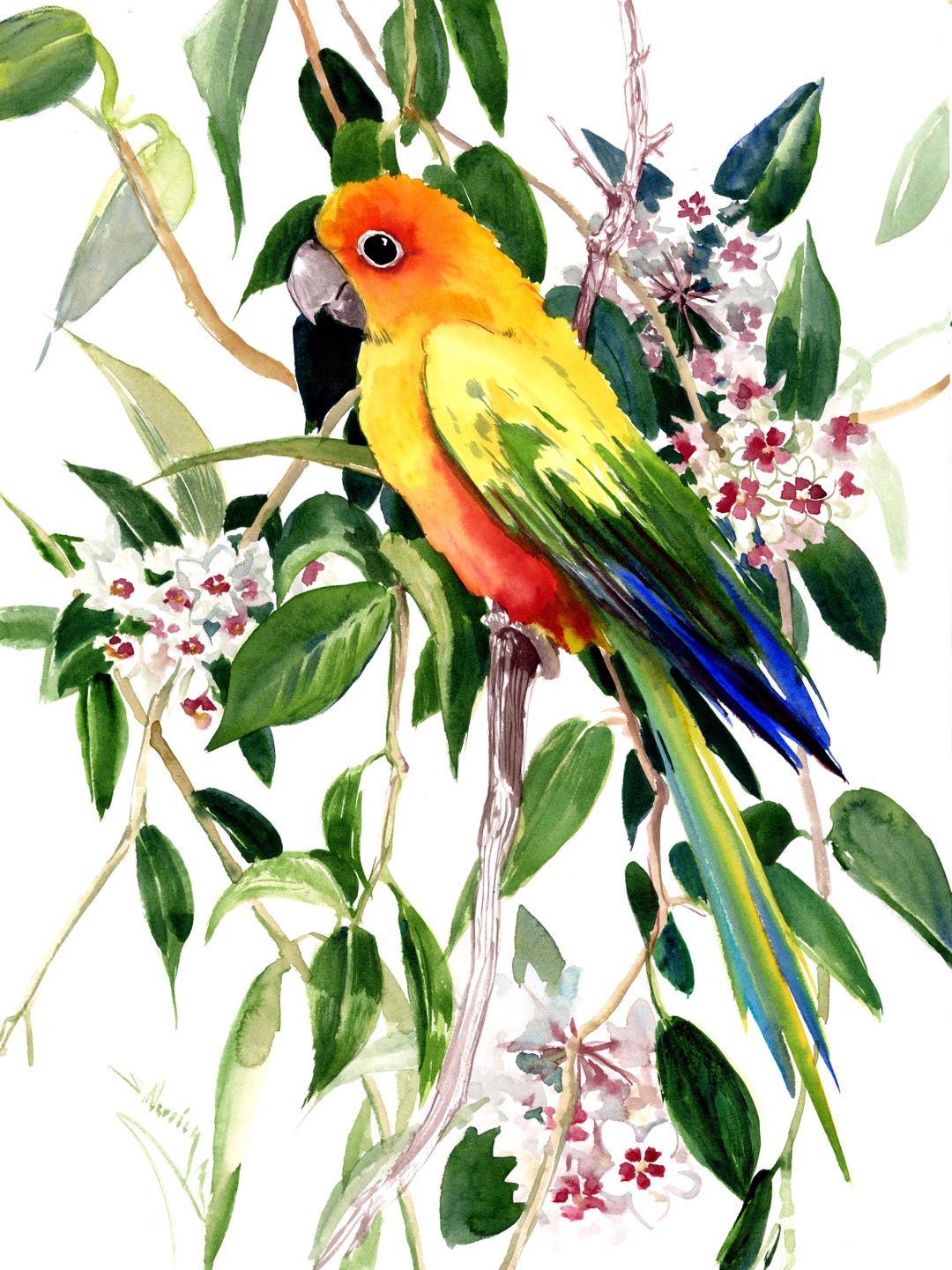 Sun Conure Parrot and Hoya Artwork, an Original Watercolor Painting by ...