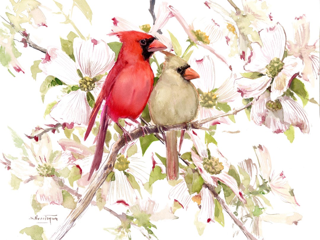 Cardinal Bird Artwork, an Original Watercolor Painting by Artist Suren ...
