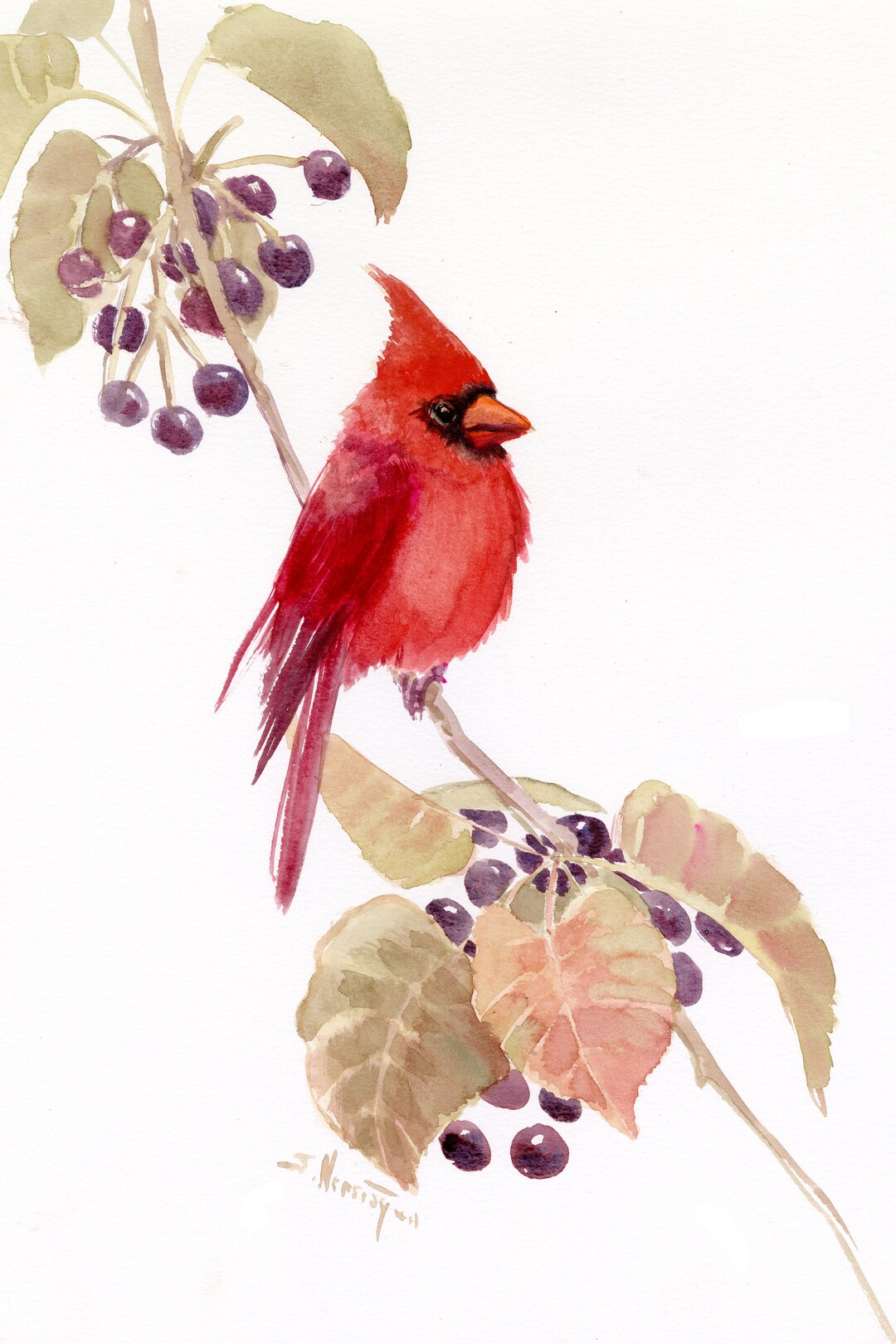 Watercolor Cardinal Bird Artwork Original Painting, Northern Cardinal ...