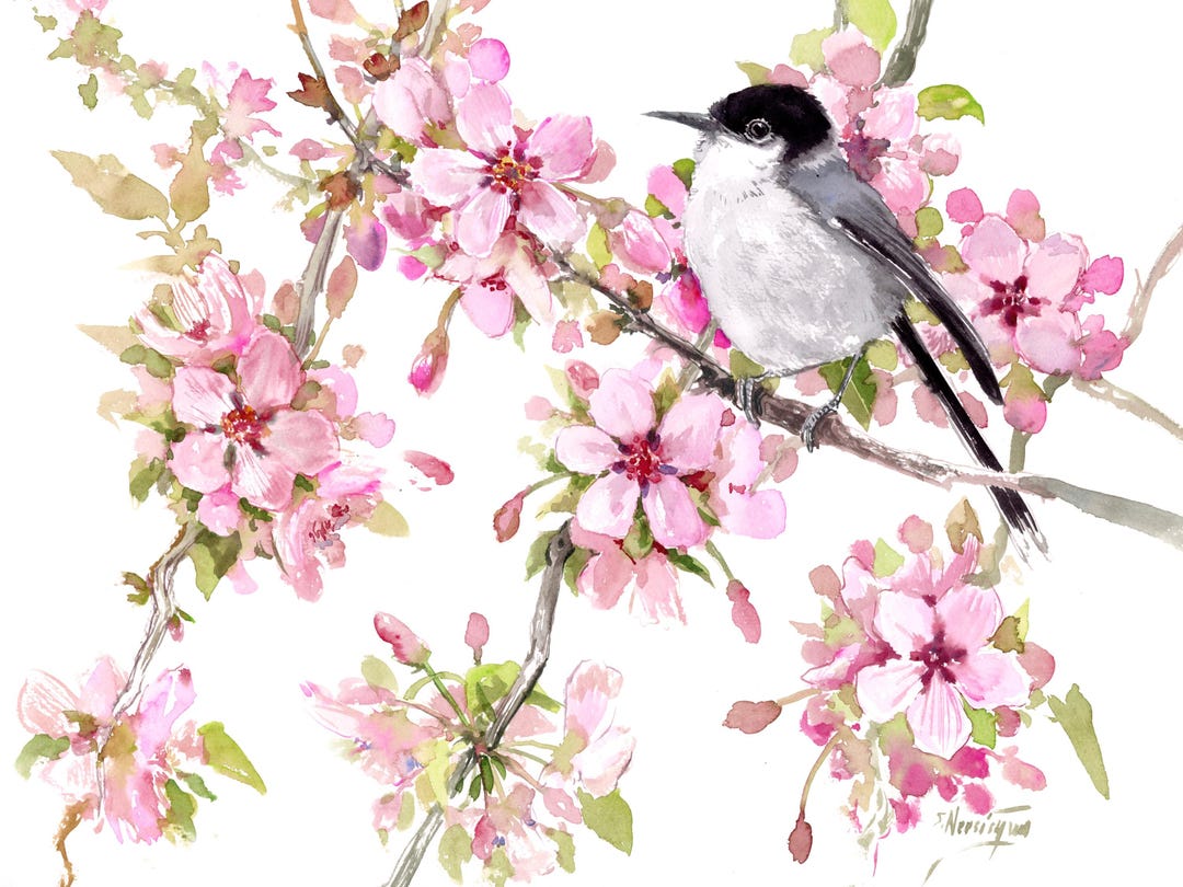 Gnatcatcher and Cherry Blossom, an Original Watercolor Painting by ...