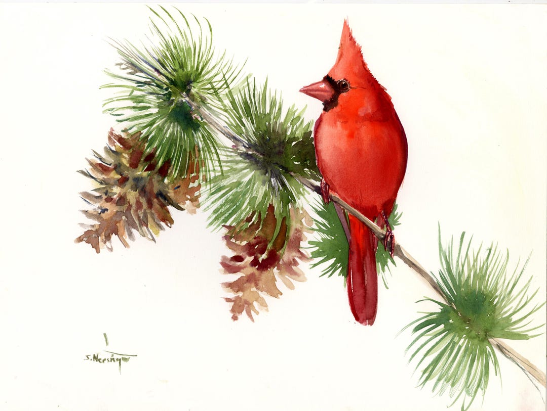 Red Cardinal Bird on the Pine Tree, Original, Hand-painted Watercolor ...