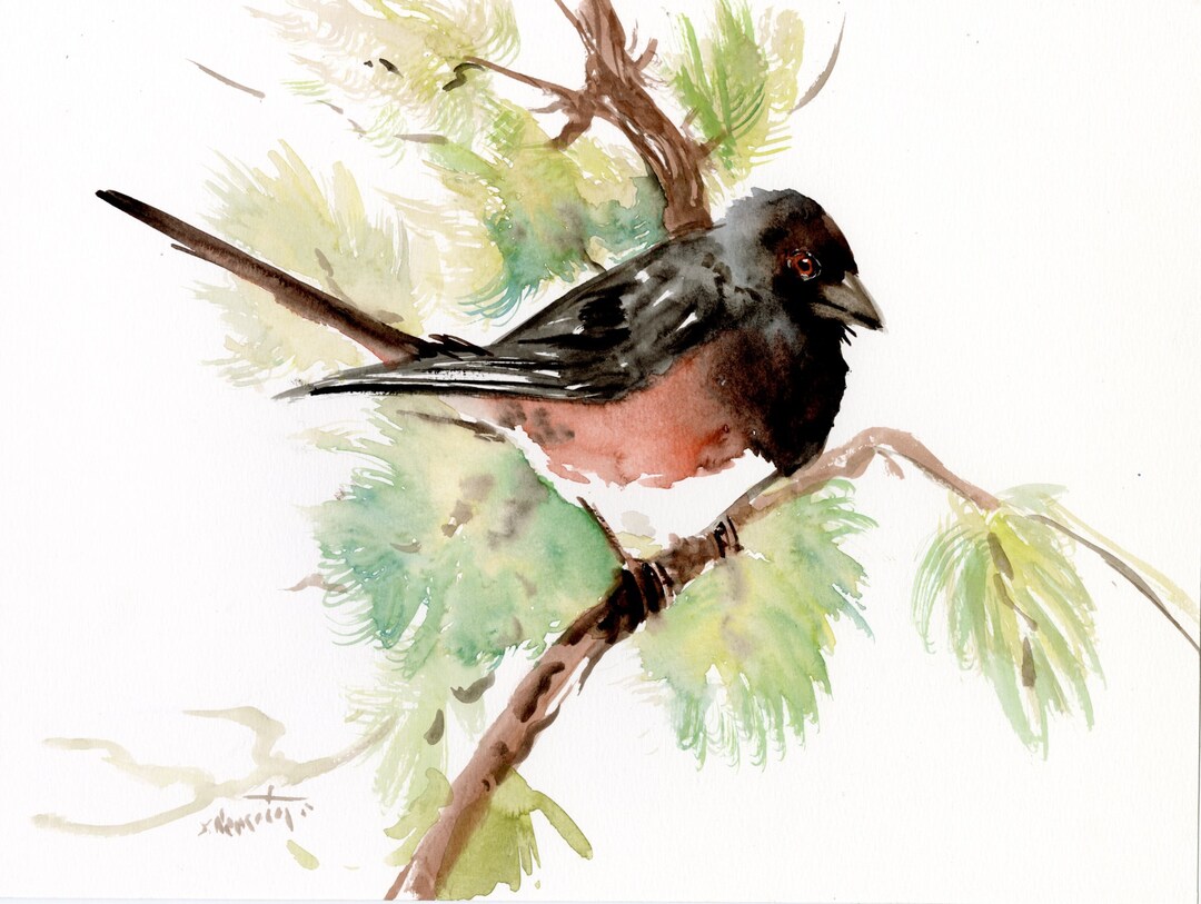 Spotted Towhee Original, Hand Painted Watercolor Painting - Etsy