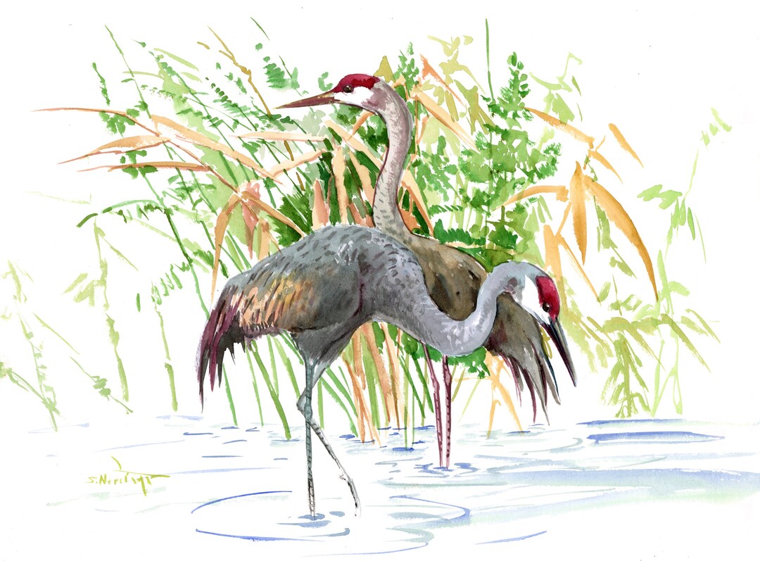 Sandhill Crane Birds in the Water, Original, Hand Painted Watercolor ...
