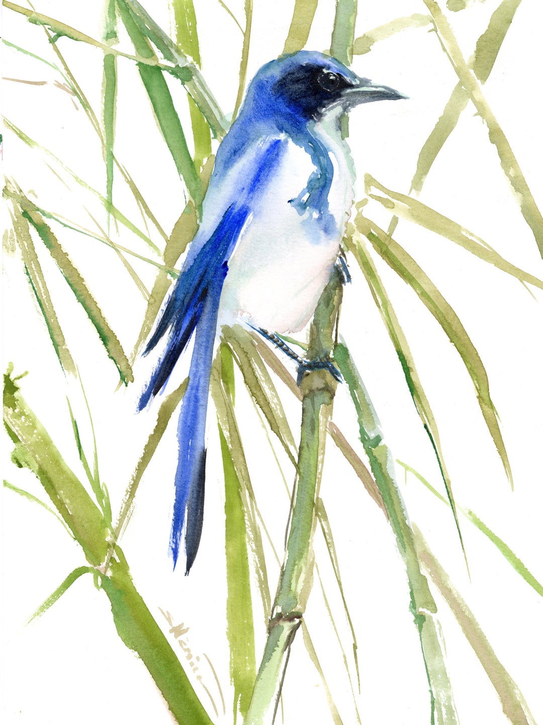 Watercolor Bird Artwork, Florida Scrub Jay, Original, Hand-painted Bird ...