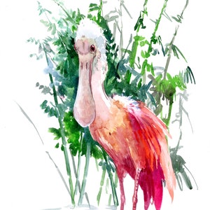 Roseate Spoonbill Watercolor Painting - Etsy