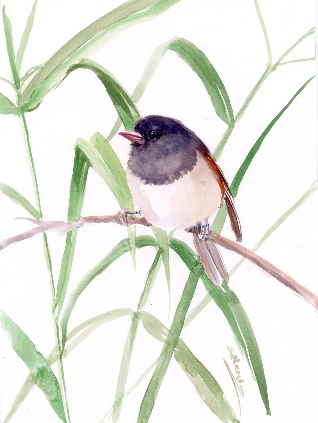 Dark Eyed Junco Original Watercolor Painting - Etsy