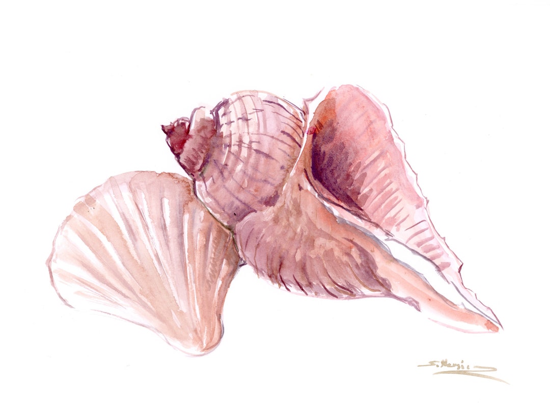 Seashell Watercolor Artwork, Original Painting - Etsy