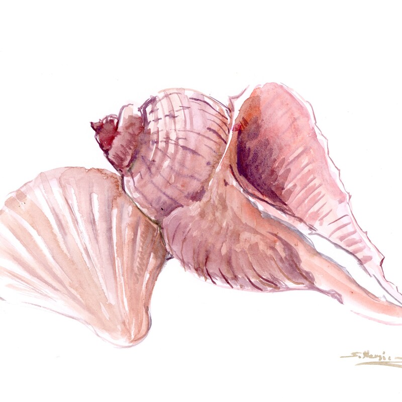 Seashell Watercolor - Etsy