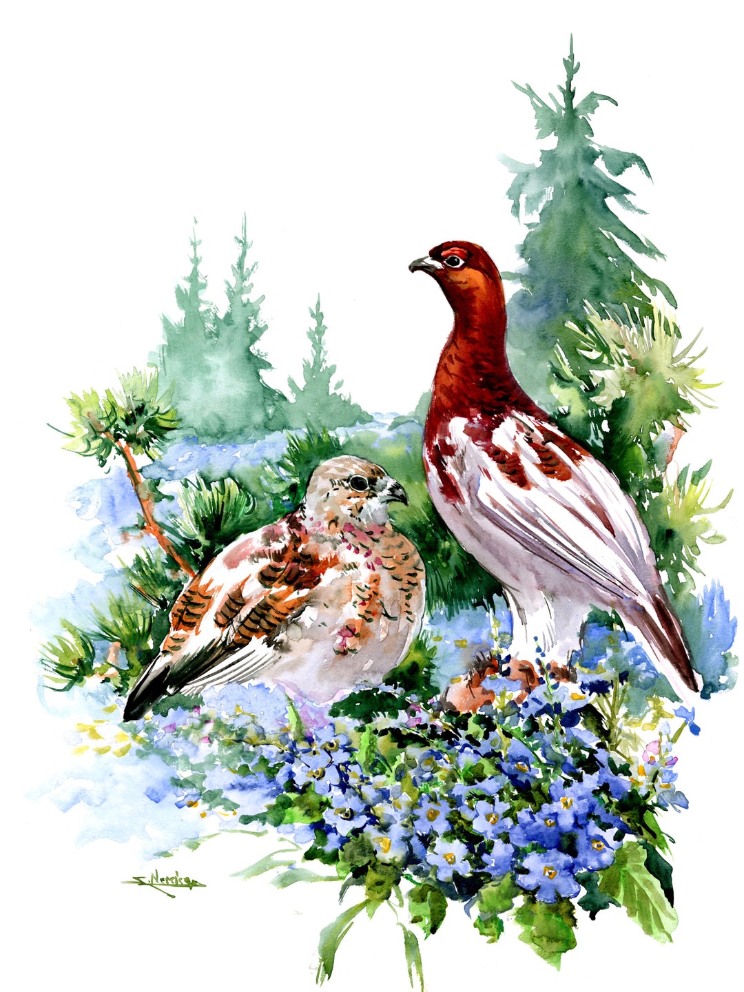Alaska State Bird and Flower Artwork, Original Watercolor Painting ...