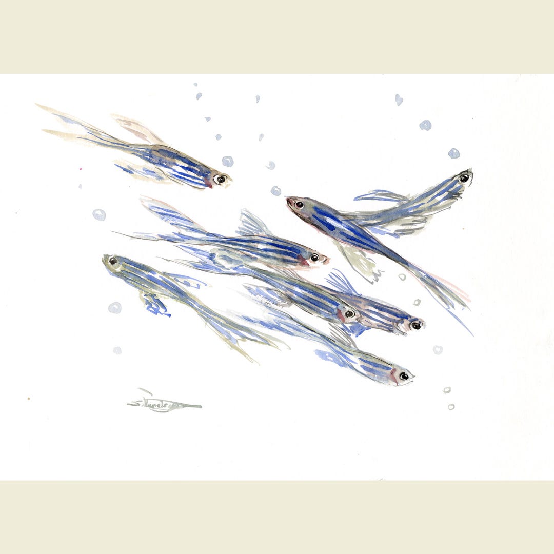 Danio Fish Artwork, an Original Watercolor Painting by Artist Suren - Etsy