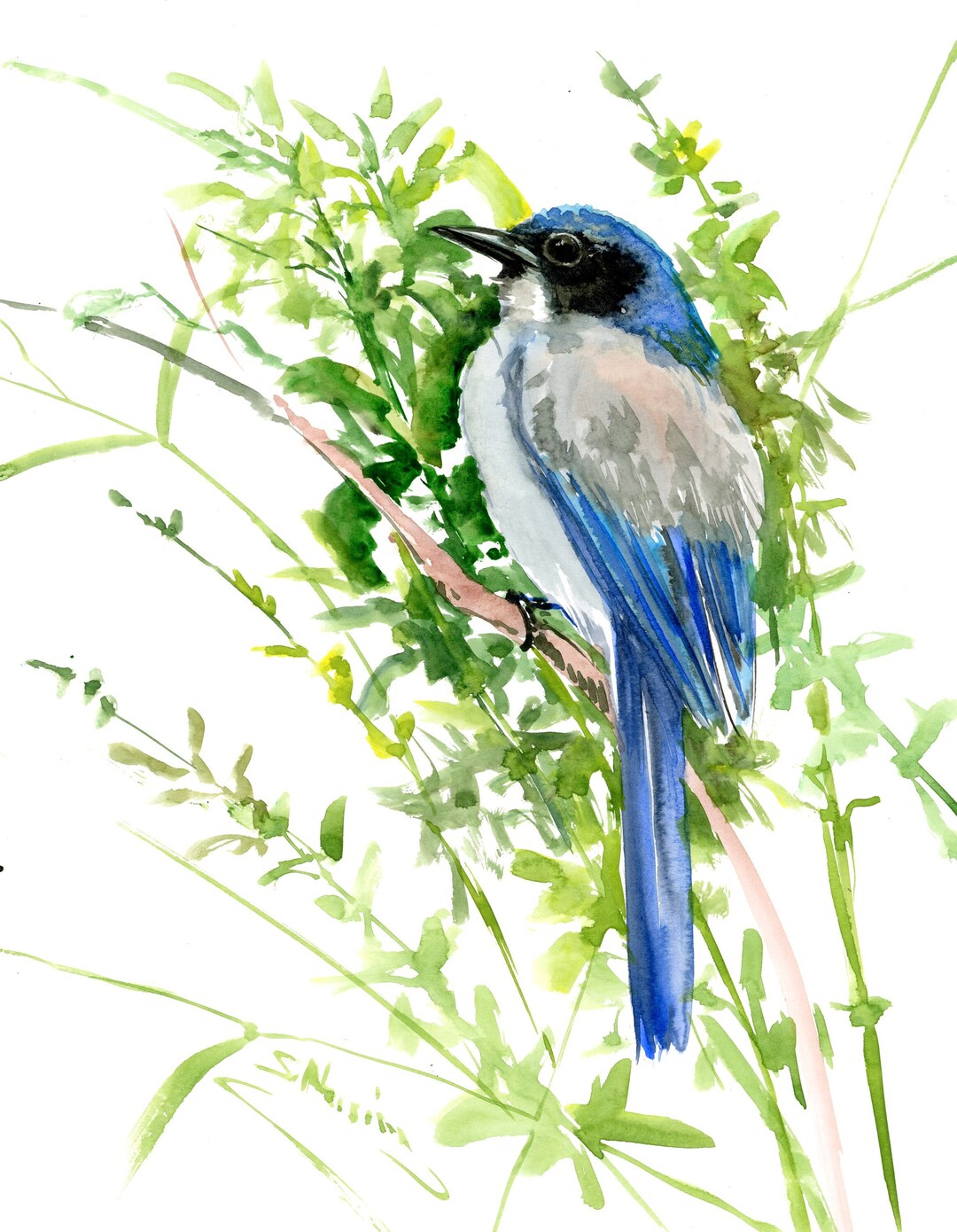 Florida Scrub Jay Artwork, Original, Hand-painted Professional Art by ...
