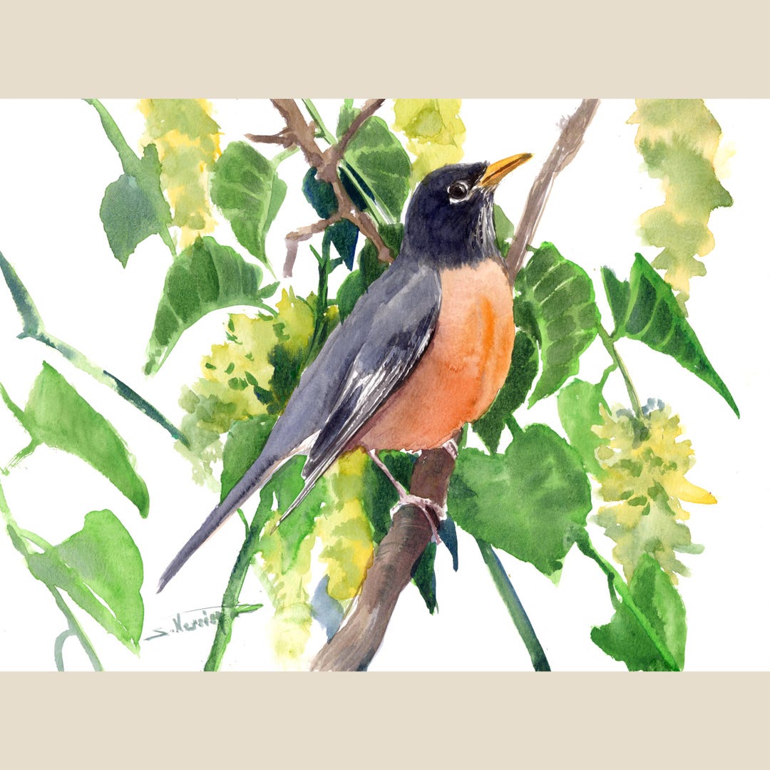 American Robin Artwork, an Original Watercolor Painting by Artist Suren ...