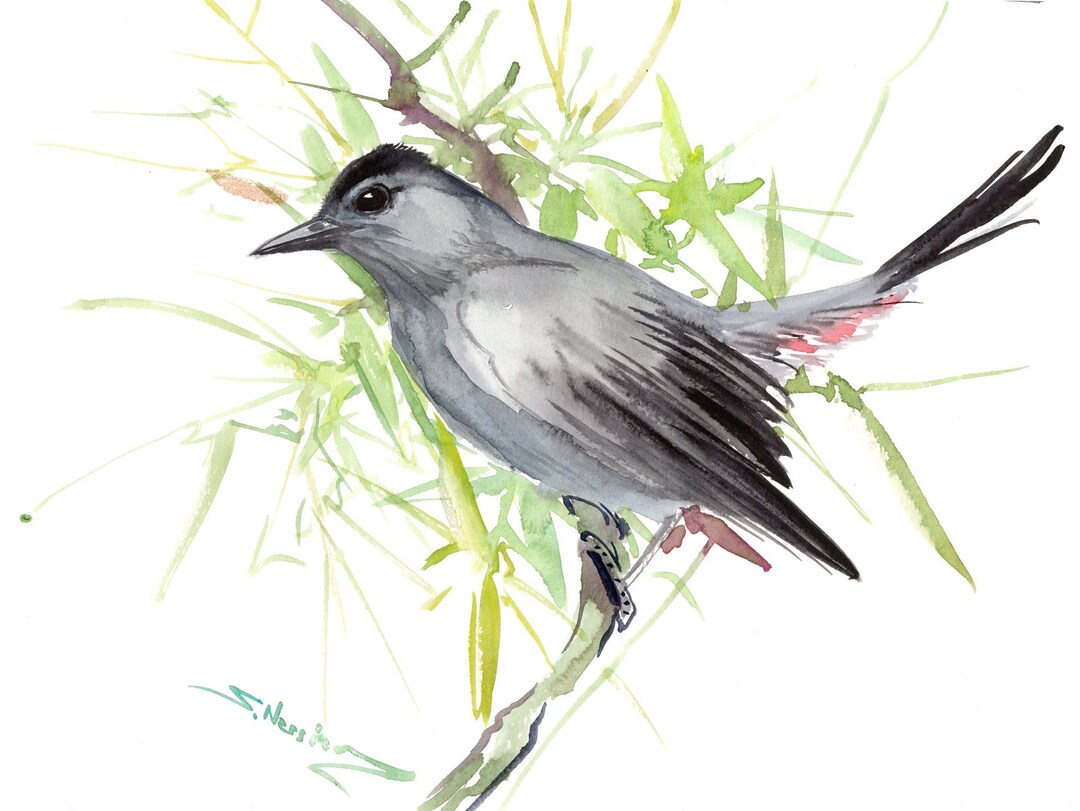 Gray Catbird Watercolor Painting Original Artwork - Etsy