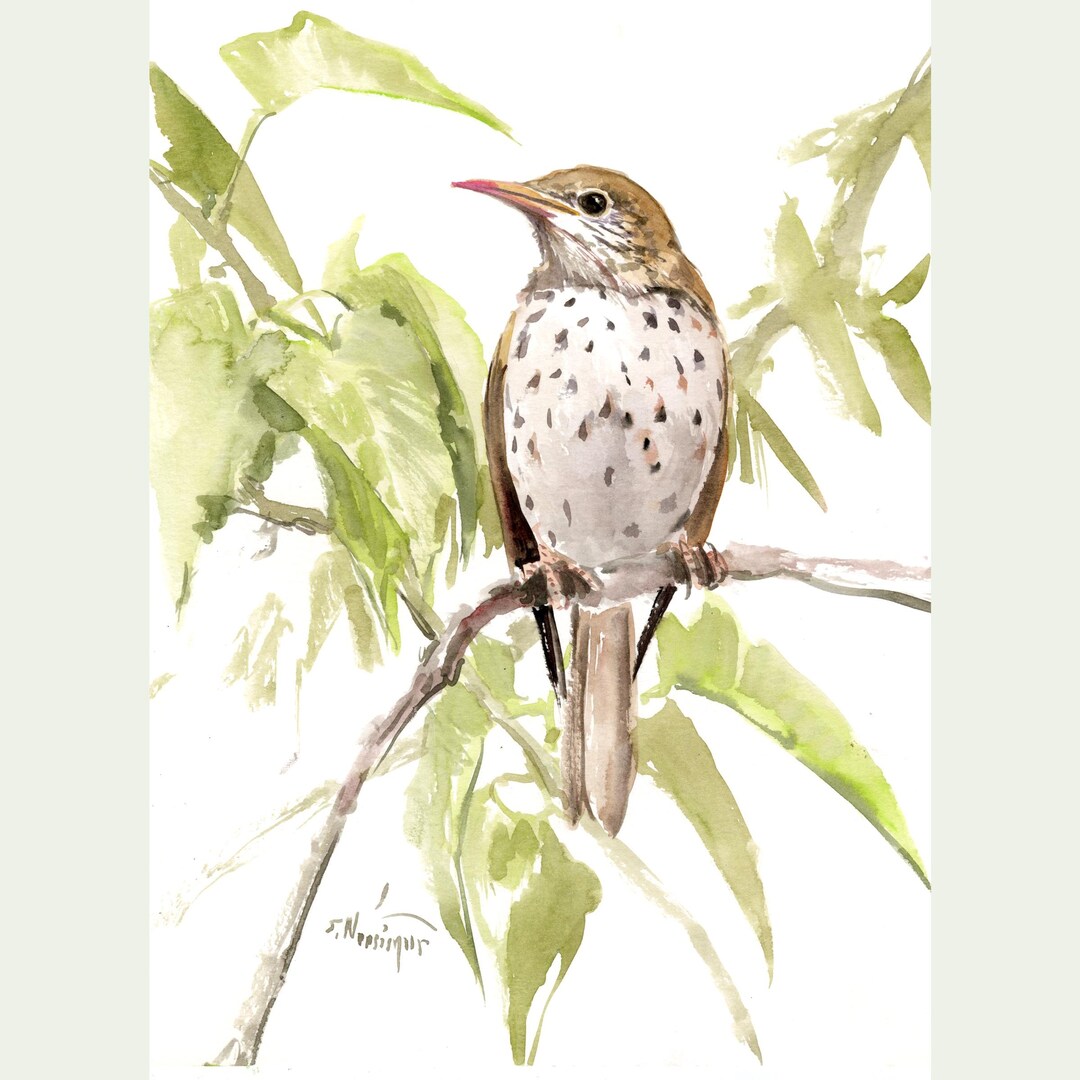 Brown Thrasher Artwork, an Original Watercolor Painting by Artist Suren ...