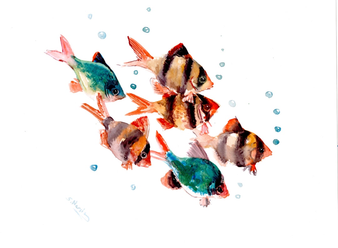 Tiger Barb Artwork- Aquarium Fish Original Watercolor Painting - Etsy