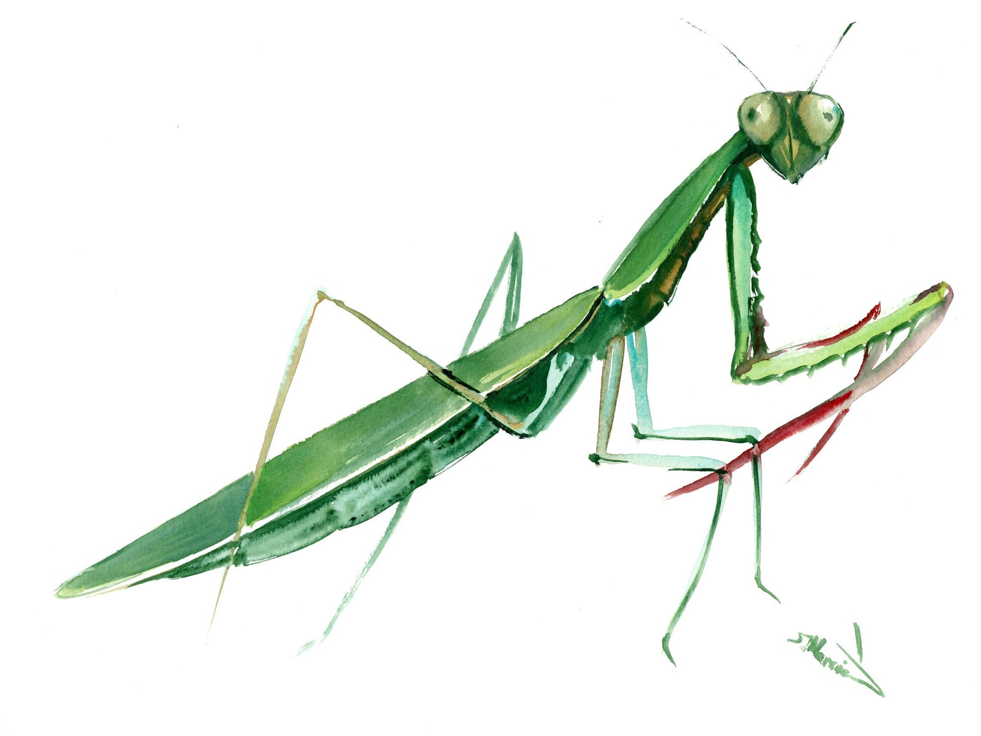 Praying Mantis Painting