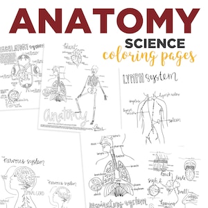 anatomy coloring book pages