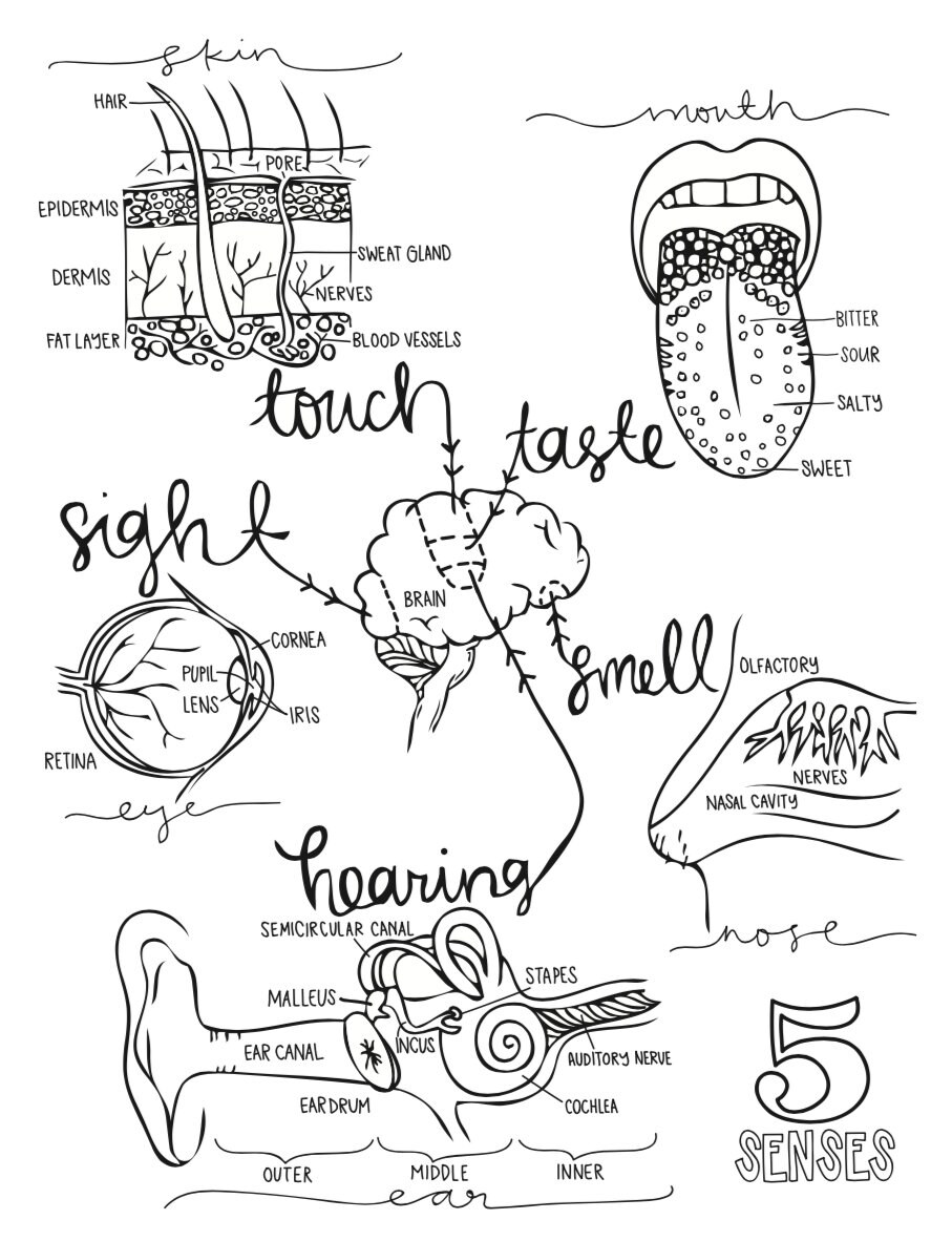 Cycle 3 SCIENCE Coloring Pages 5th Edition | Etsy Australia