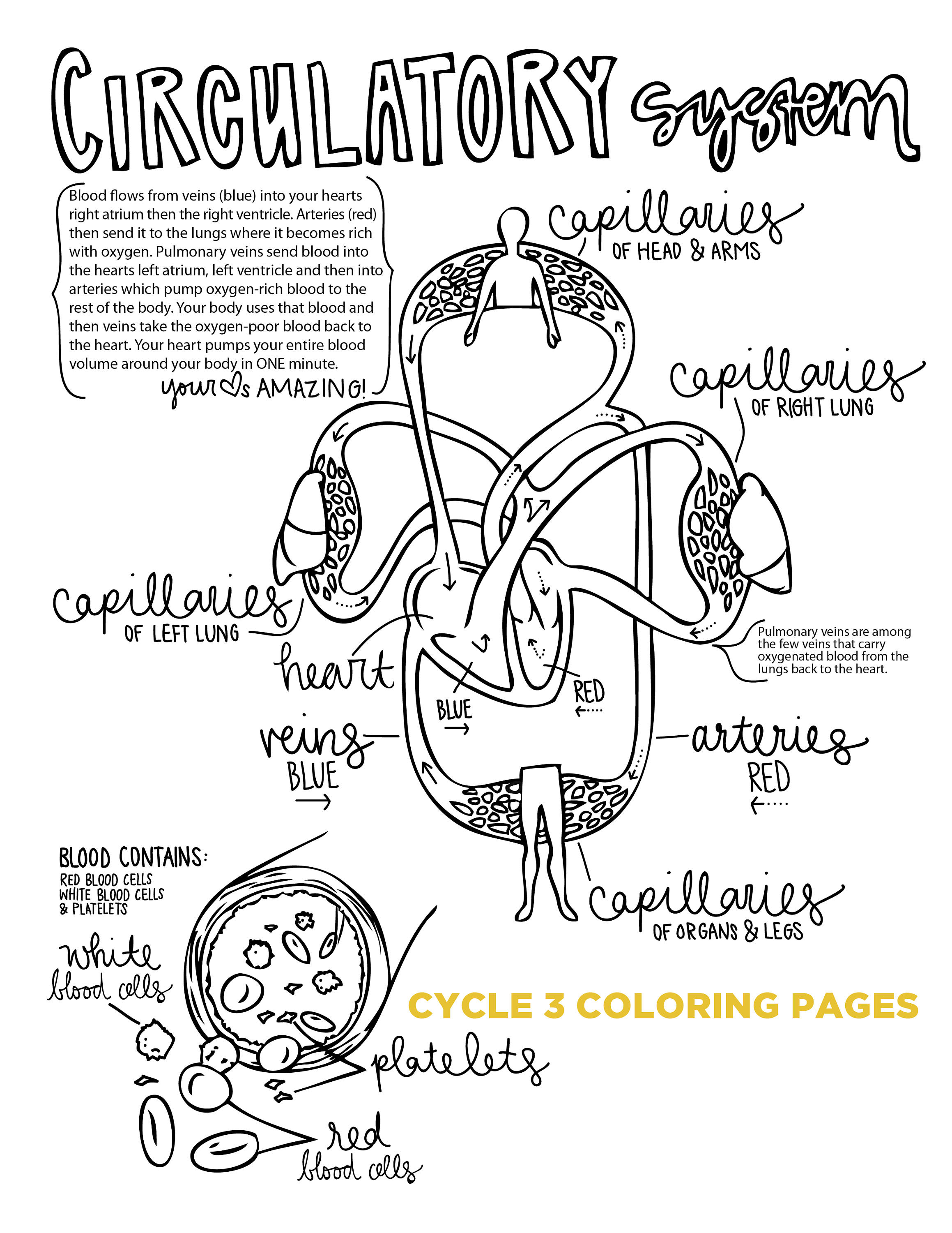 Circulatory System Coloring Page