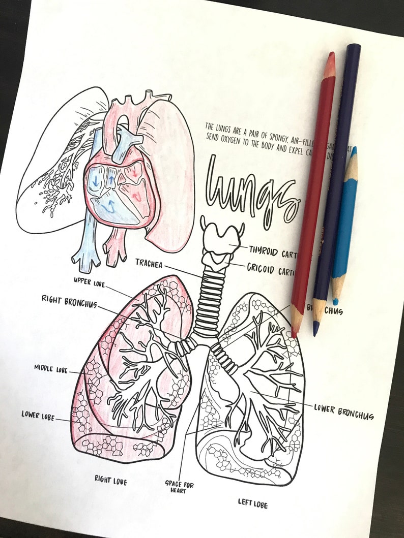 Science Hands on Activity Journal Cycle 3 - Etsy