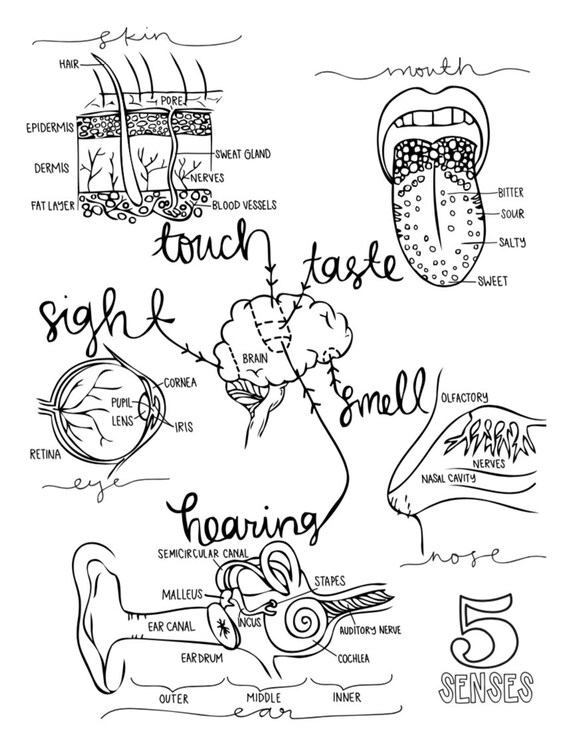 Printable Anatomy Coloring Sheets