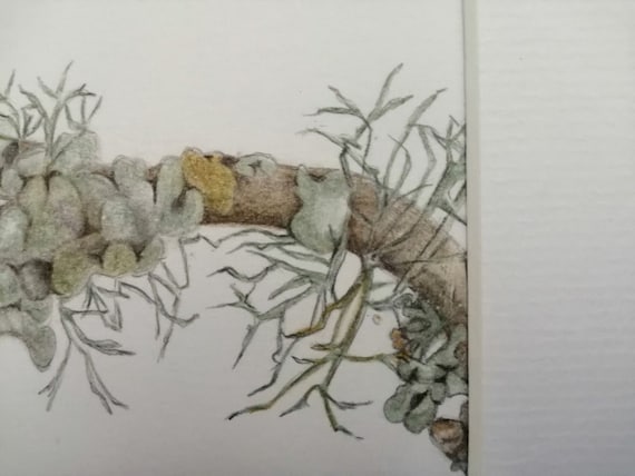 Lichen Drawing