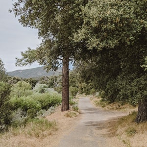 12 X 16 Path Through the Forest in the Mountains of Southern California ...