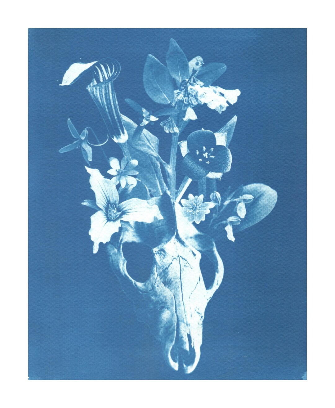Cyanotype Art, Skull Art, Spooky Image, Spring Ephemerals, Original ...