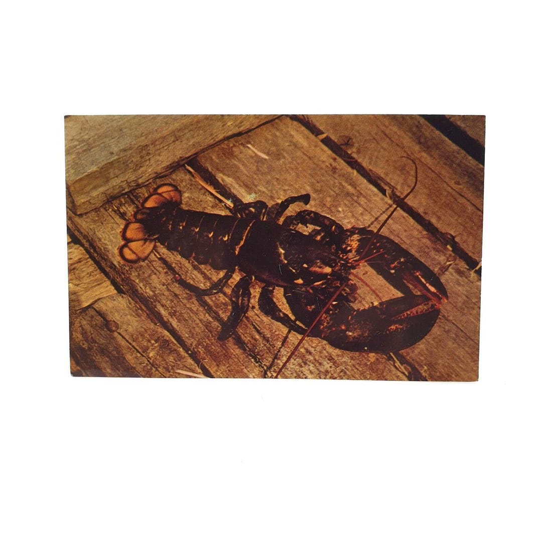 Vintage Postcard Canadian 5lb Lobster Marine Life Crustacean - Etsy