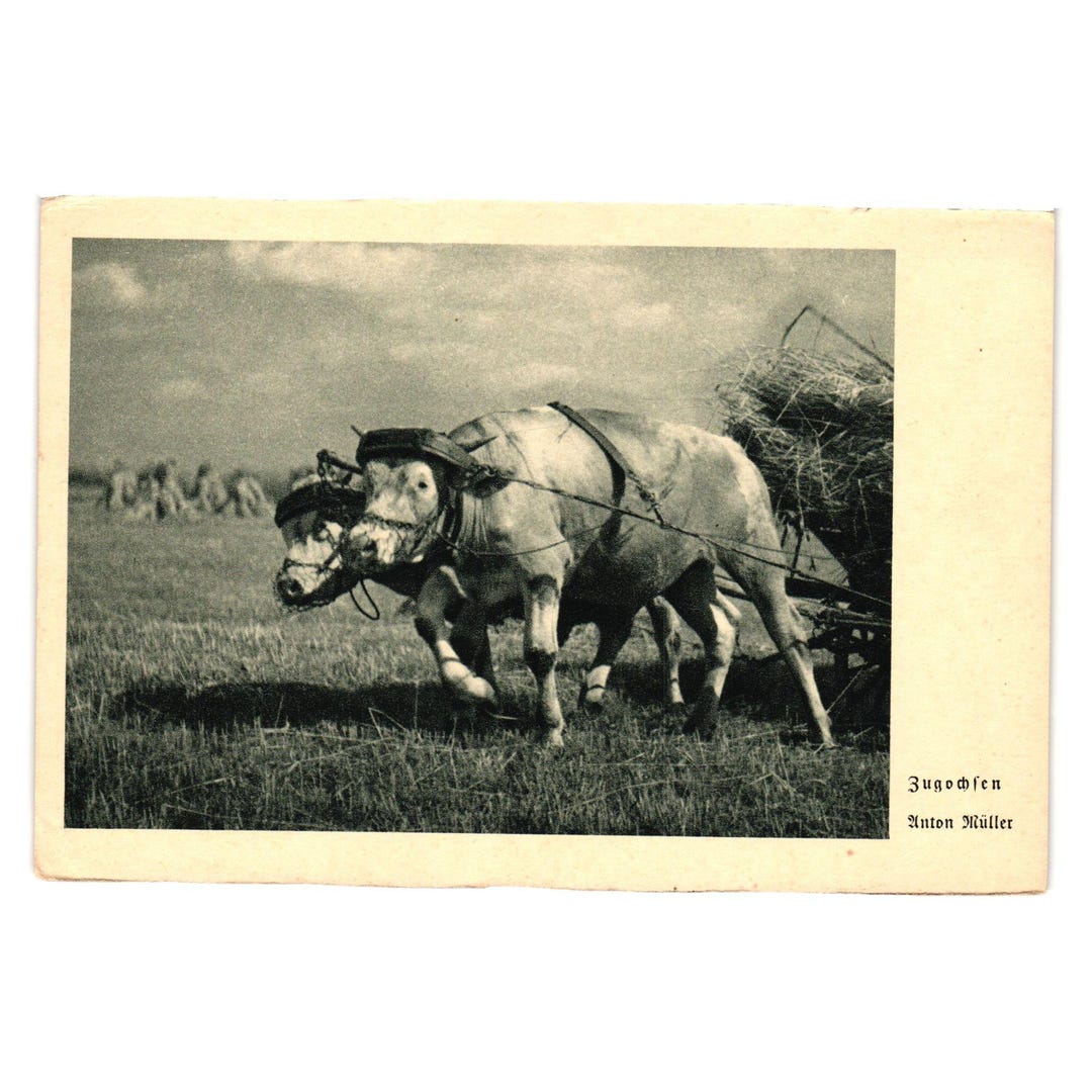 Oxen Pulling Cart Postcard Vintage Anton Müller Art Gute Freunde ...