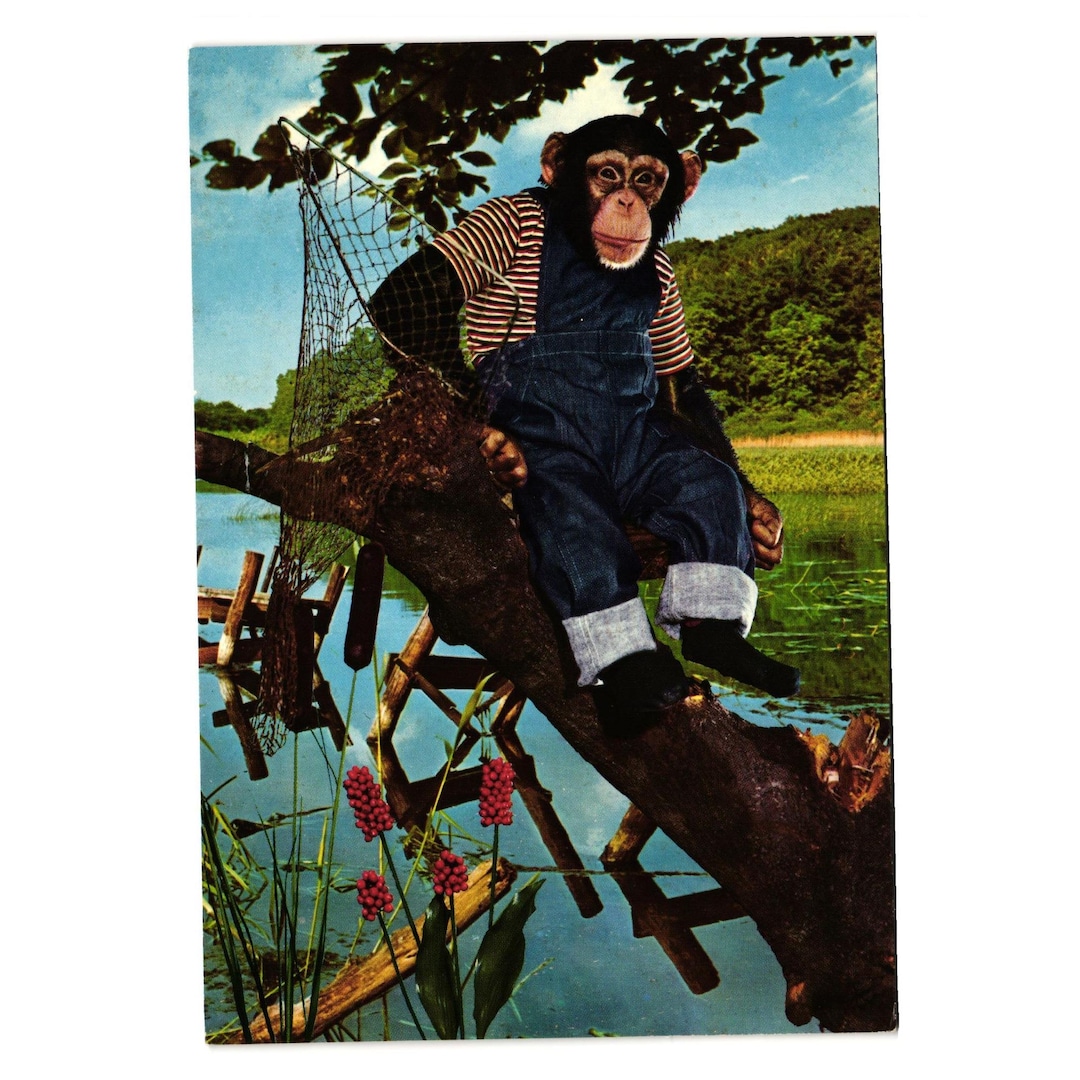Vintage Chimpanzee in Overalls Postcard Novelty Zoo Animals Monkey ...